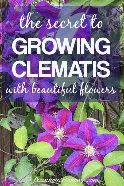 Clematis Vine Care Planting Growing And Pruning Tips Artofit