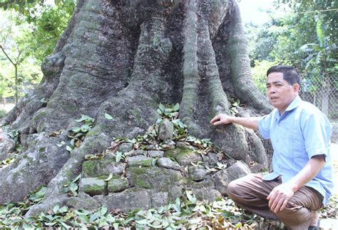 Năm Cây Thị Gần 700 Tuổi Từng Là Nơi Trú ẩn Của Bộ đội Thời Chiến Tranh