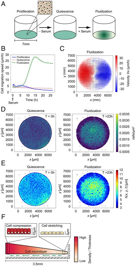 Quiescence Definition Of Quiescence By The Free Dictionary