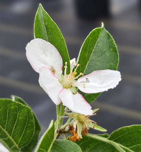 Advanced Nursery Growers Elevating Expertise In The Horticultural Sector