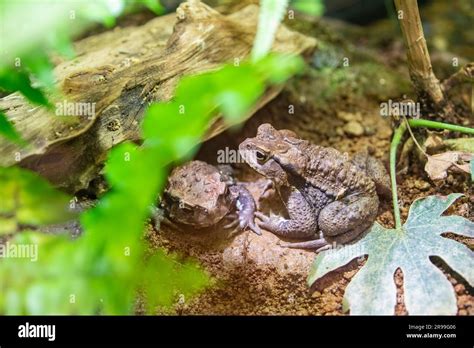 The Japanese Common Toad Bufo Japonicus Is A Species Of Toad In The