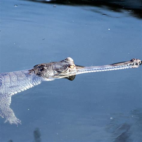 The Ganges Indias Sacred River Wwf