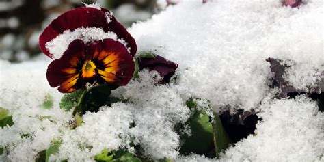 Best Winter Gardening Plants 6 Options For Cold Climates