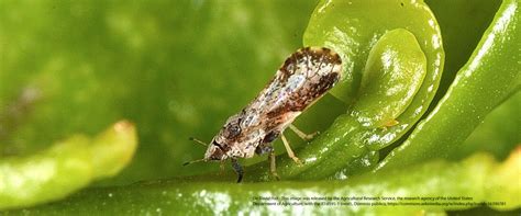 Diaphorina Citri Kuwayama Una Amenaza Latente Para Nuestra Citricultura