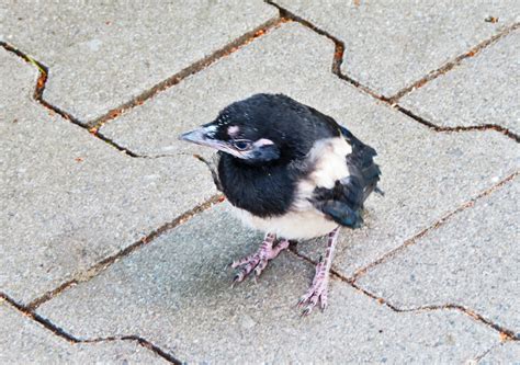 Junge Elster Foto And Bild Tiere Wildlife Wild Lebende Vögel