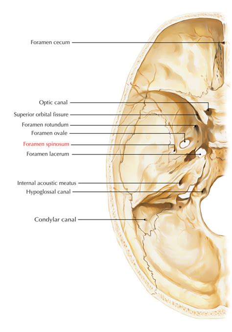 Foramen Rotundum Contents Of The Cranial Foramina Medizzy