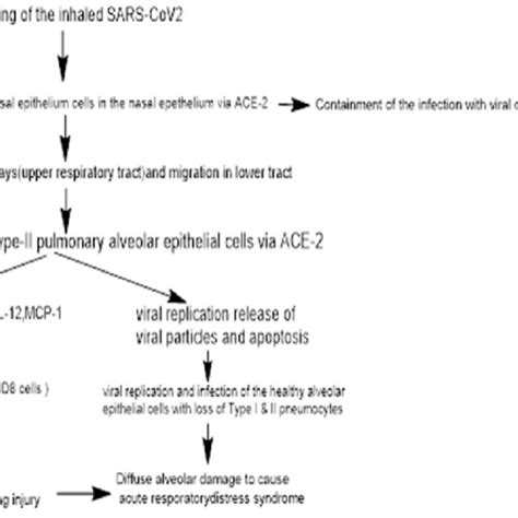 Pathophysiology Of Species Sars Cov 2 Mason Et Al 2020 Wu Et Al