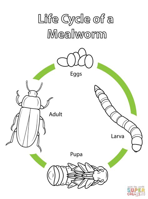 Instructions On Breeding Mealworms