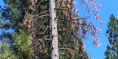 Tree Decay Symptoms How To Spot Treat And Prevent Tree Rot