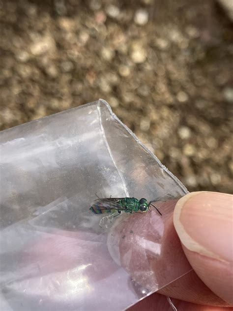 身近で目にする緑のキラキラした虫たち17選 輝く虫の正体は何？ 蓼食う虫も好き好き