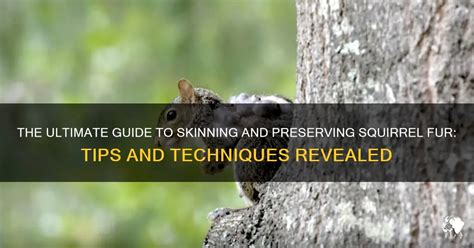 The Ultimate Guide To Skinning And Preserving Squirrel Fur: Tips And Techniques Revealed | PetShun