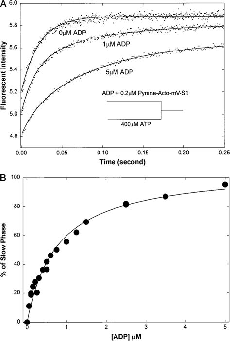 Adp Inhibition Of Atp Induced Dissociation Of Pyrene Acto S1 Complex
