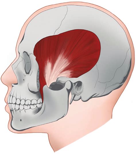 Temporalis Muscle