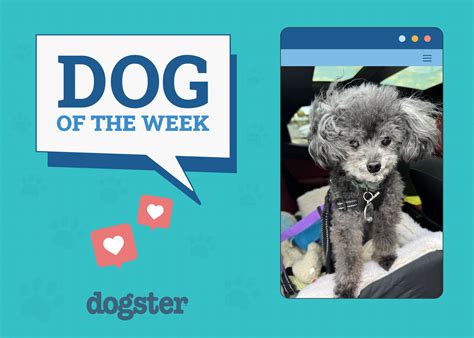 Hyperthyroidism In Dogs Causes Signs And Management Vet Answer Dogster