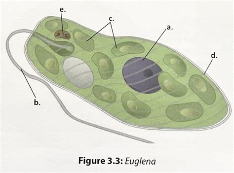 Euglena Diagram Quizlet
