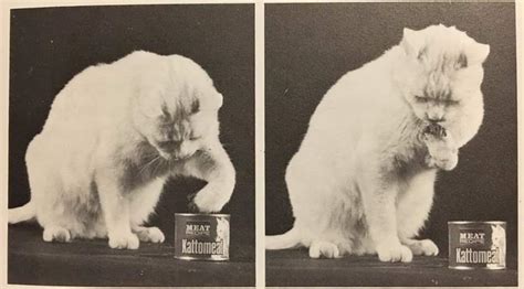 Paws Not Claws Who Remembers Arthur 😍💜💜💜 Facebook