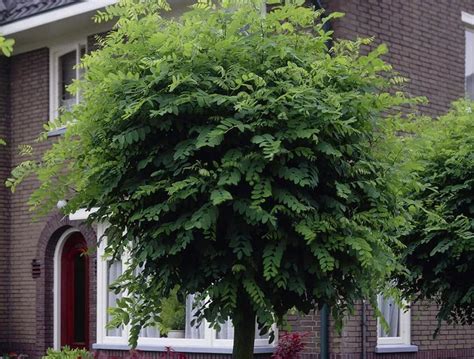 Робиния лжеакация "Umbraculifera" (Умбракулифера): купить саженцы в ...