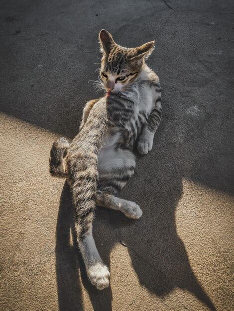 Premium Photo Sexy Ca