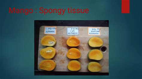Diseases Of Mango Pdf