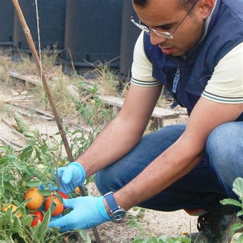 Does Anyone Know About Leaf Burn After Foliar Nitrogen Fertilizer