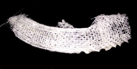 Euplectella Aspergillum Part Iv Vandalism On A Glass Sponge