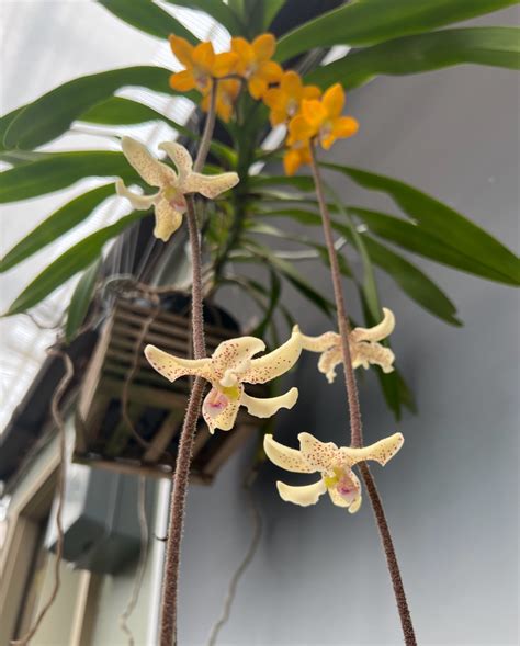 Dimorphorchis Rossii Individual Listings Orchidweb