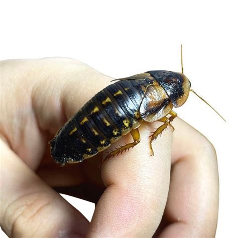 Dubia Cockroach For Sale My Home Nature