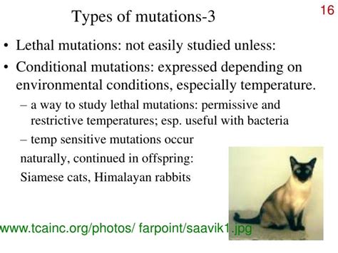 Ppt Chromosomal Mutations Powerpoint Presentation Id245025