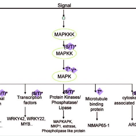 A Signal Transduction Cascade Navigates The Signal From Mapkkkk To Mapk Download Scientific