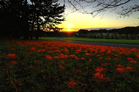 夕暮れ時の公園 By ☆takky☆ （id：11997237） 写真共有サイト Photohito