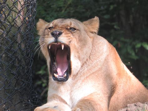 My Teeth Make Me A Victor By Hyenathesandwing On Deviantart