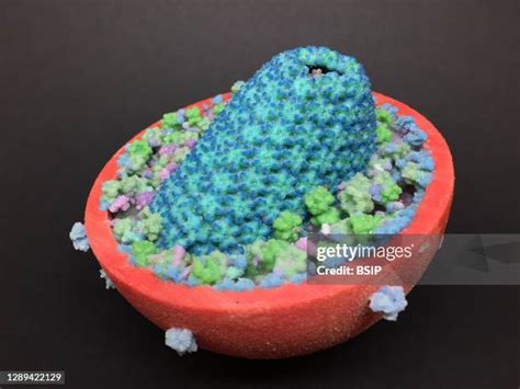 Capsid Photos And Premium High Res Pictures Getty Images