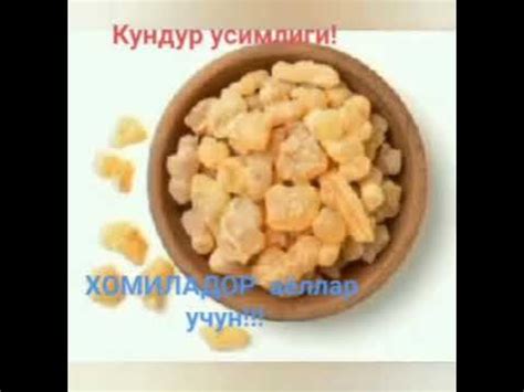 Кундур усимлиги хакида нималарни биласиз? - YouTube