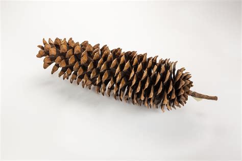 Giant Sugar Pine Cones Lake Arrowhead California Etsy