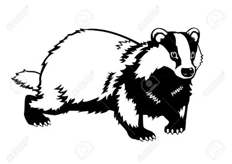 Badger Clipart Black And White 50 Koleksi Gambar