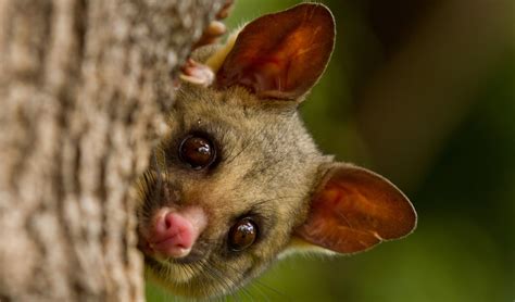 Common Brushtail Possum Facts Distribution And Population Biodb