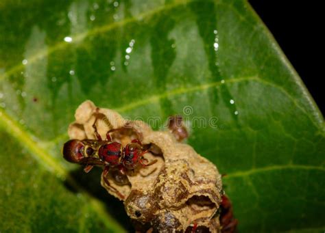 Macro Shot Of A Wasp On A Green Leaf Stock Image Image Of Close