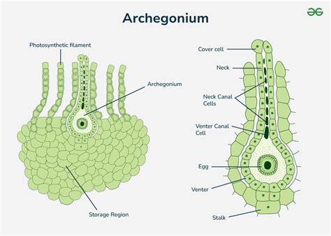 Archegonium Geeksforgeeks