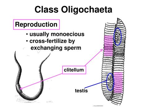 Ppt Phylum Annelida Powerpoint Presentation Free Download Id1847198