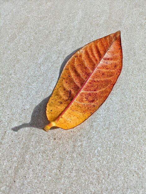 Premium Photo Old Croton Plant Leaf Texture