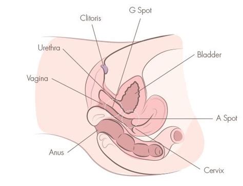 Vaginal Cross Section Mega Porn Pics