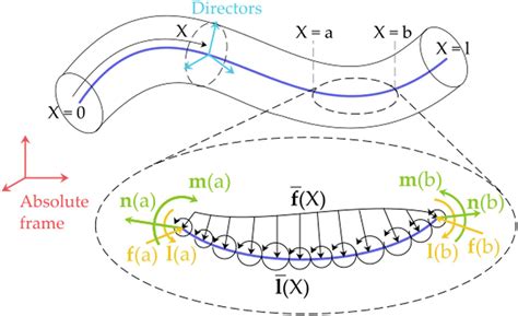 Cosserat Rod Representation Download Scientific Diagram