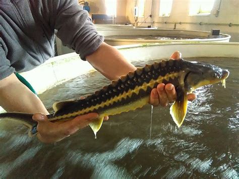 Prodám Jeseter Sibiřský A Jeseter Ruský Klenovka Pardubice Prodám Chovzvířat Cz