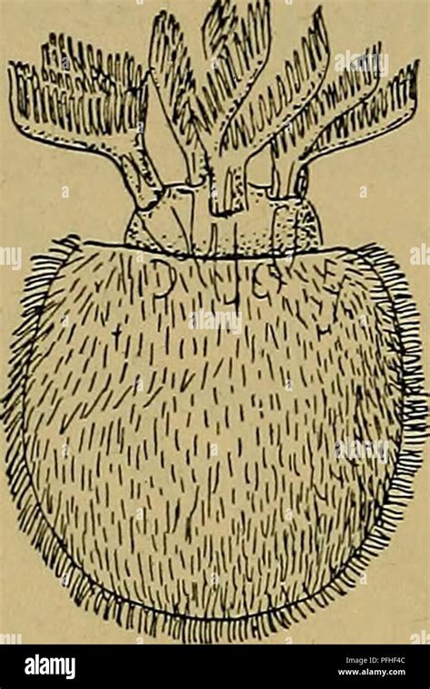 This Illustration From Danmarks Fauna By Dansk Naturhistorisk