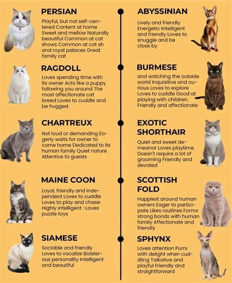 Types Of Cat Breeds Long Haired Short Haired Unique Cats Guide Artofit