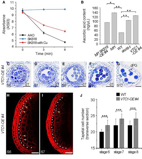 Figure 5 From Ascorbic Acid Mediated Reactive Oxygen Species Homeostasis Modulates The Switch
