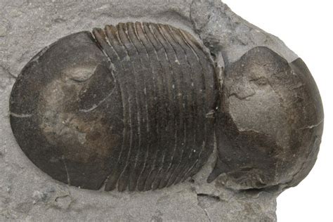 95 Bumastus Ioxus Trilobite New York 232059 For Sale