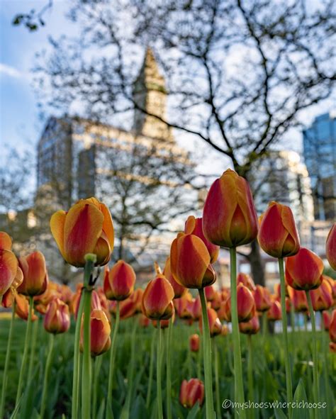 Tulips In Boston Where To Find Them My Shoes Where I Choose