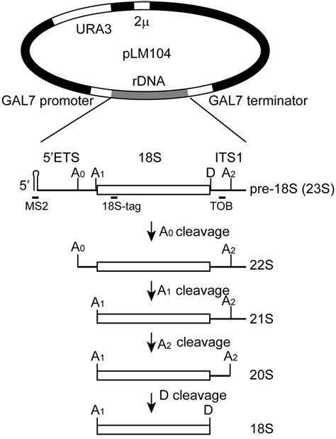 Construct And Processing Pathway Of Pre 18s Rna The Pre 18s Rna