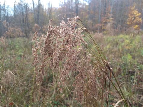 Wool Grass Scirpus Cyperinus Hungry Hook Farm